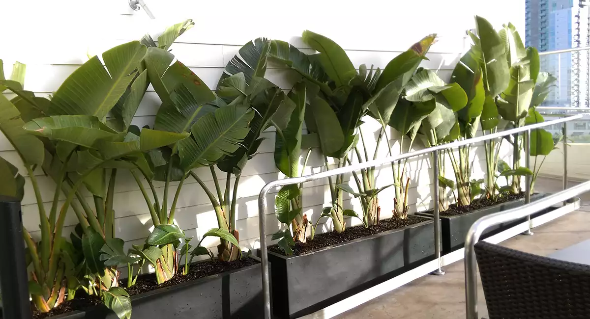 Andaz Hotel Rooftop: Exterior Landscaping for Restaurants